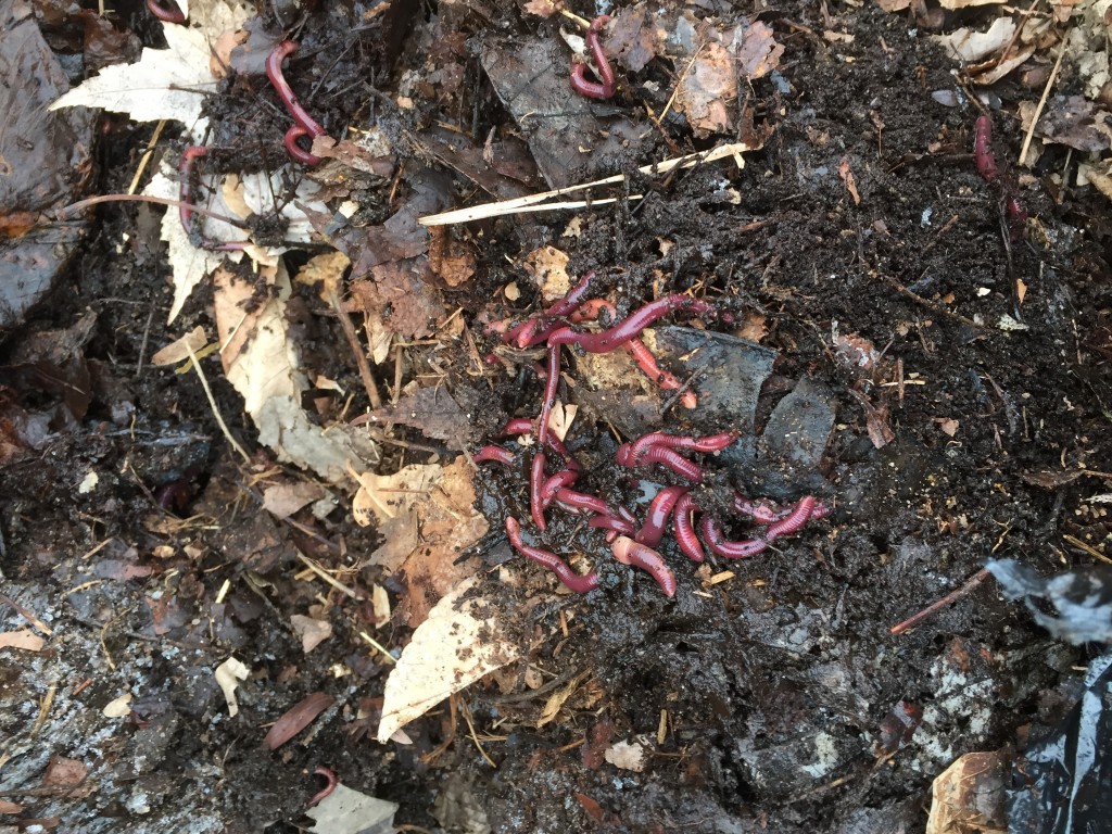 Lots of worms in one of the piles of leaves at RegenFarms | Regen Farms